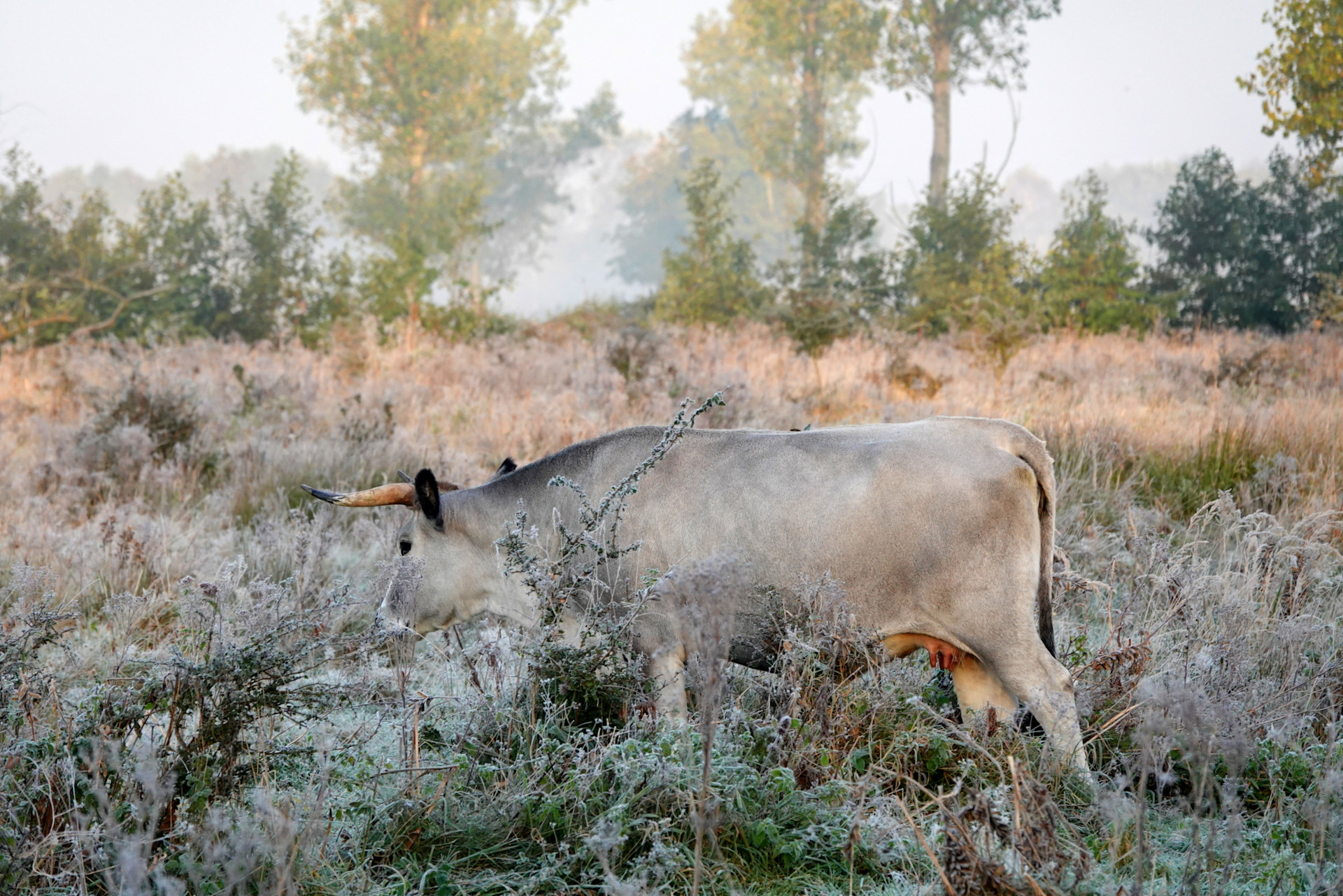 Zo koud kan het in oktober worden - Weer.nl