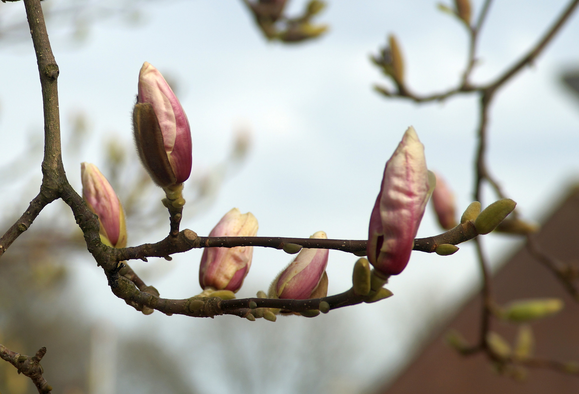 De lente begint: nu echt - Weer.nl