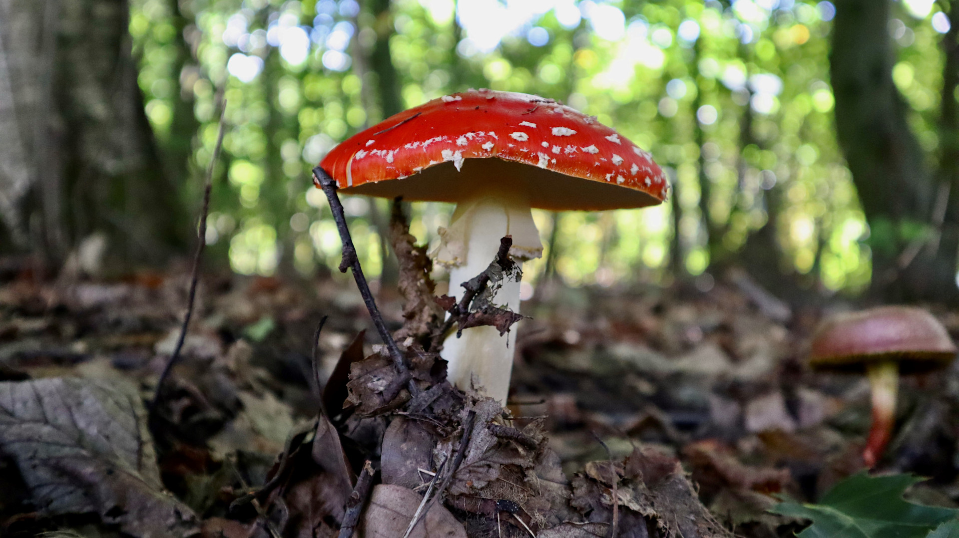 Paddenstoelen, ze hebben een belangrijke rol in de natuur - Weer.nl