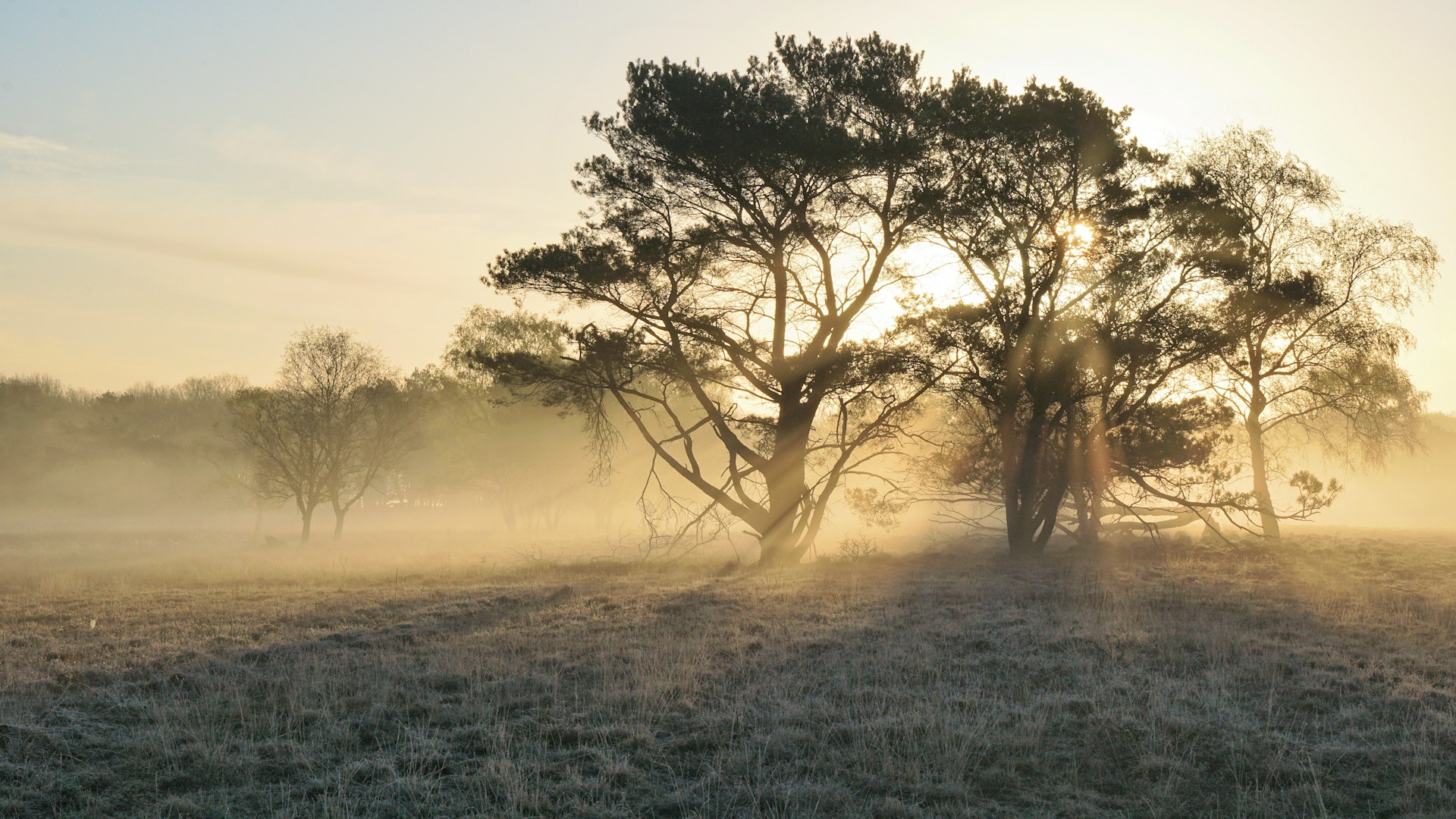 Nieuwe week: Zon, mist en Carnaval - Weer.nl