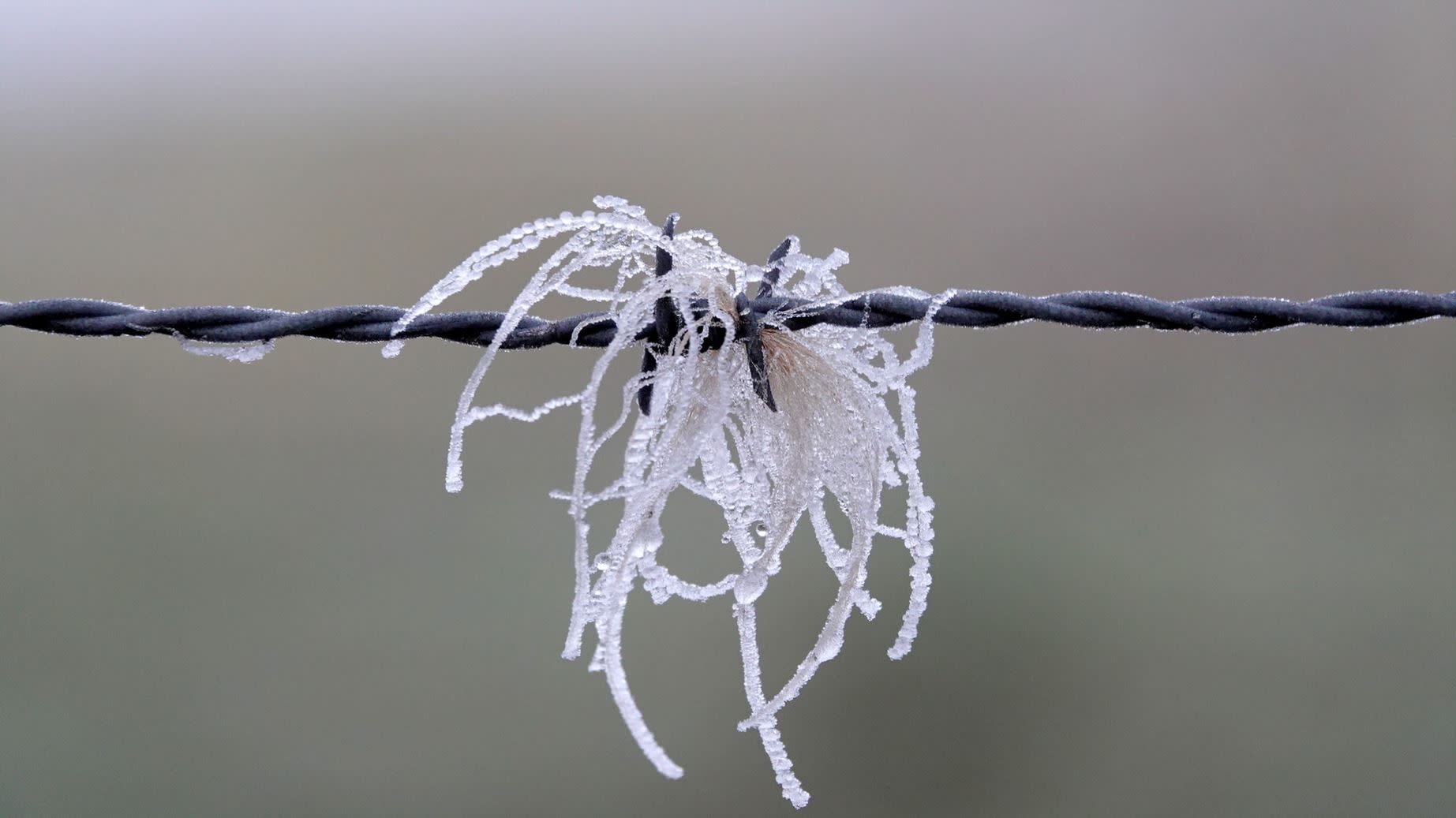 Rijp: hoe zat het ook alweer? - Weer.nl