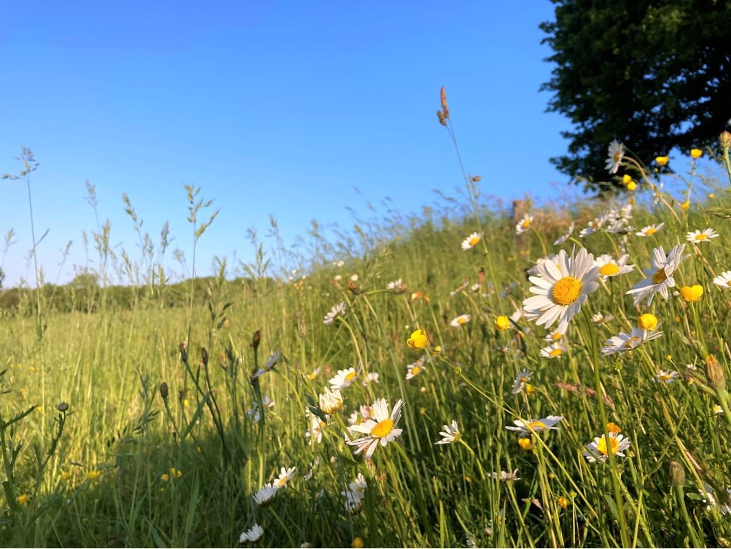 Worden droge zomers in Nederland de norm? - Weer.nl