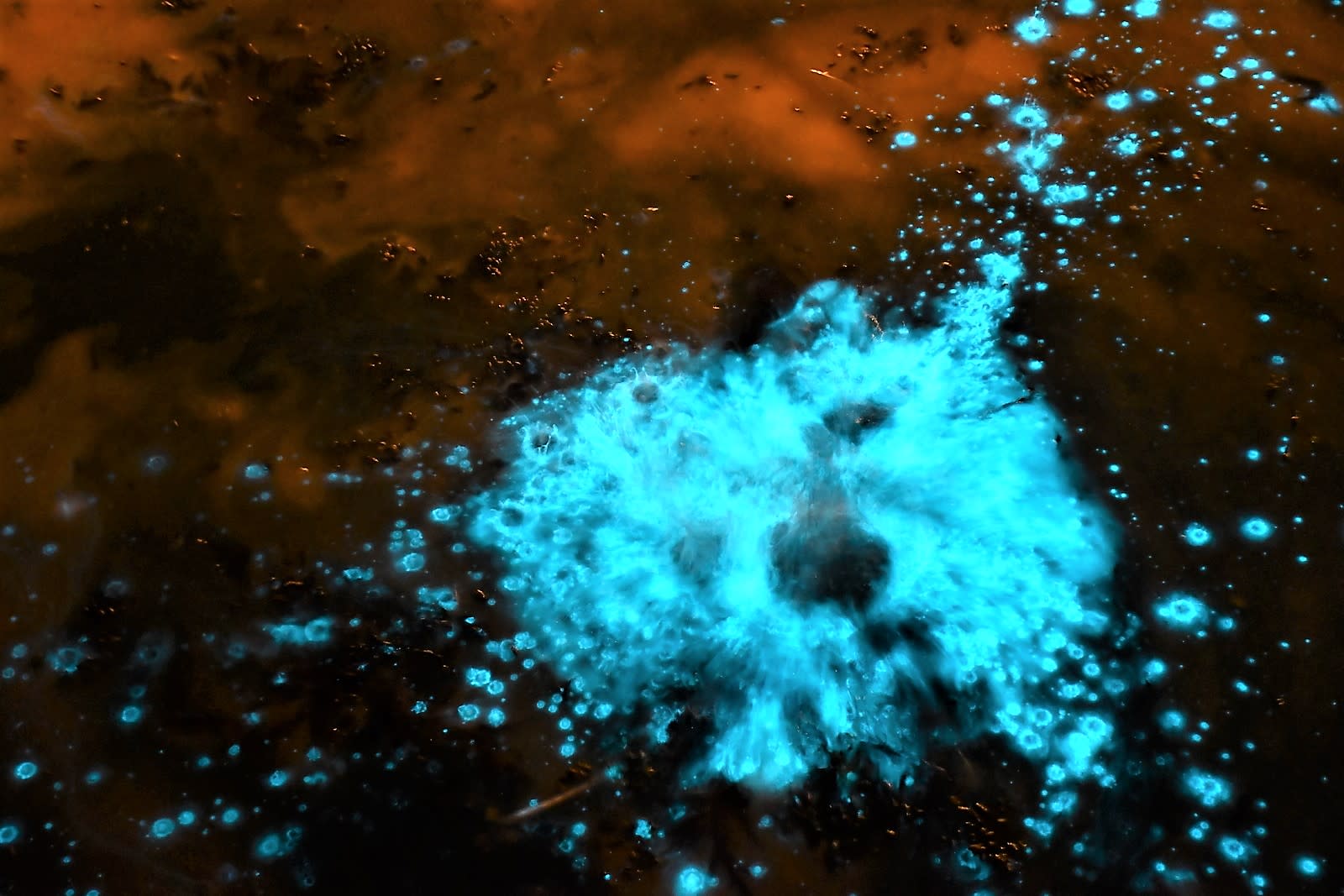 Neonblauwe golven?! Er is weer zeevonk gespot - Weer.nl